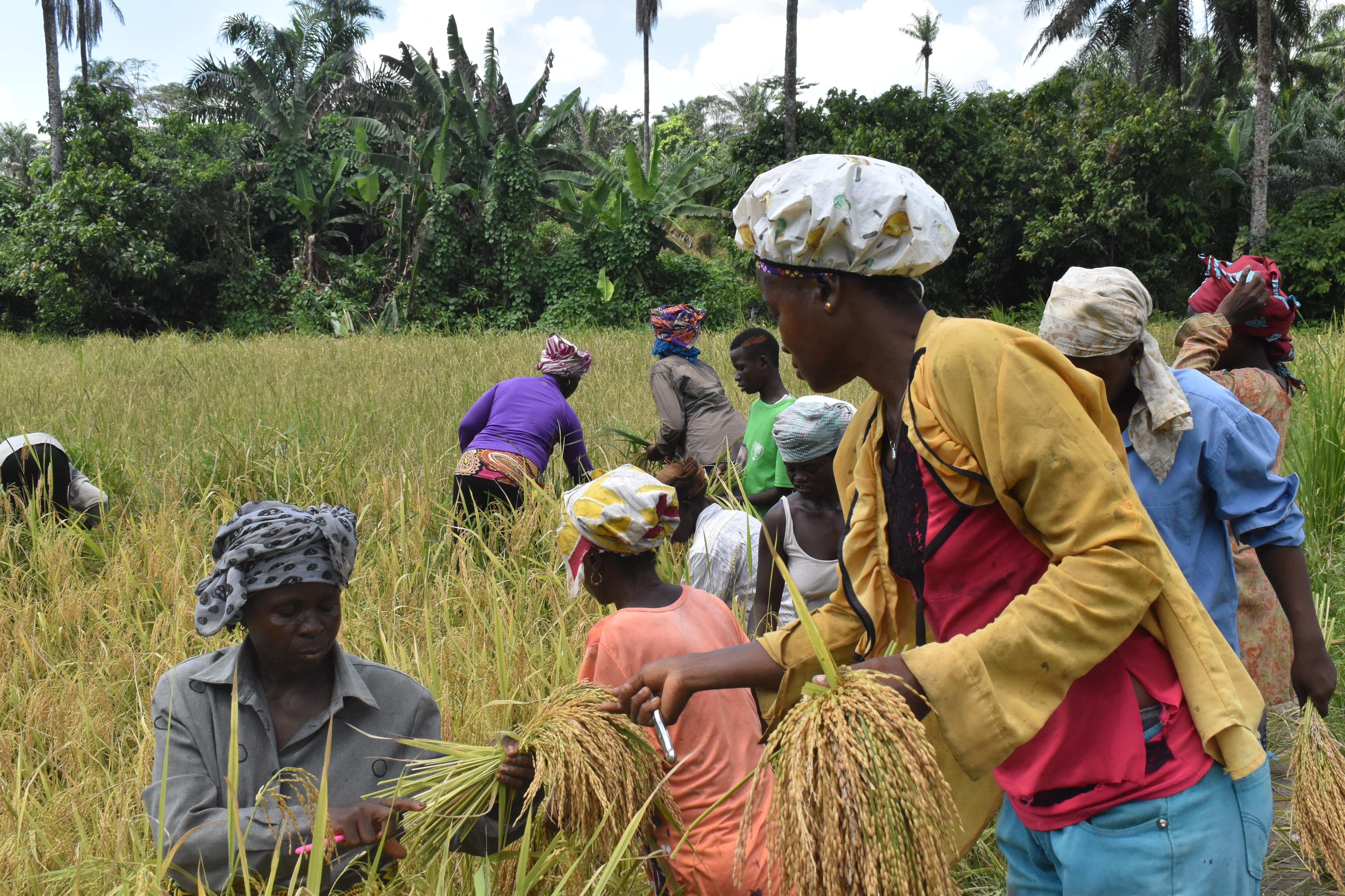 Seeds of Change: Amplifying the Voices of Sierra Leone’s Women Smallholder Farmers