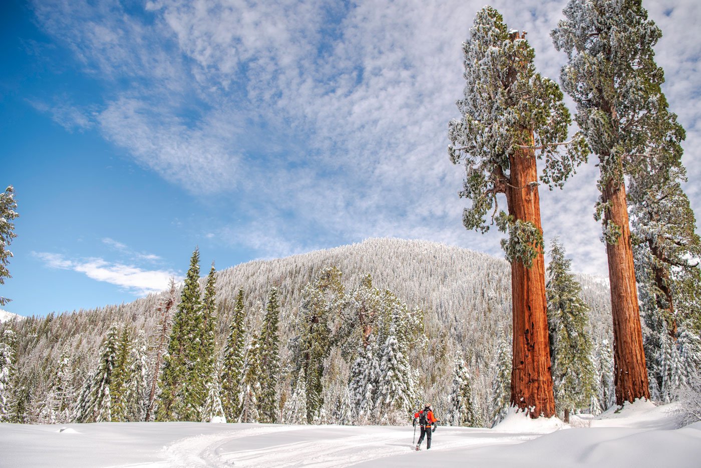 An Ancient Forest of Giant Sequoia Trees Was Just Saved Thanks to a ...