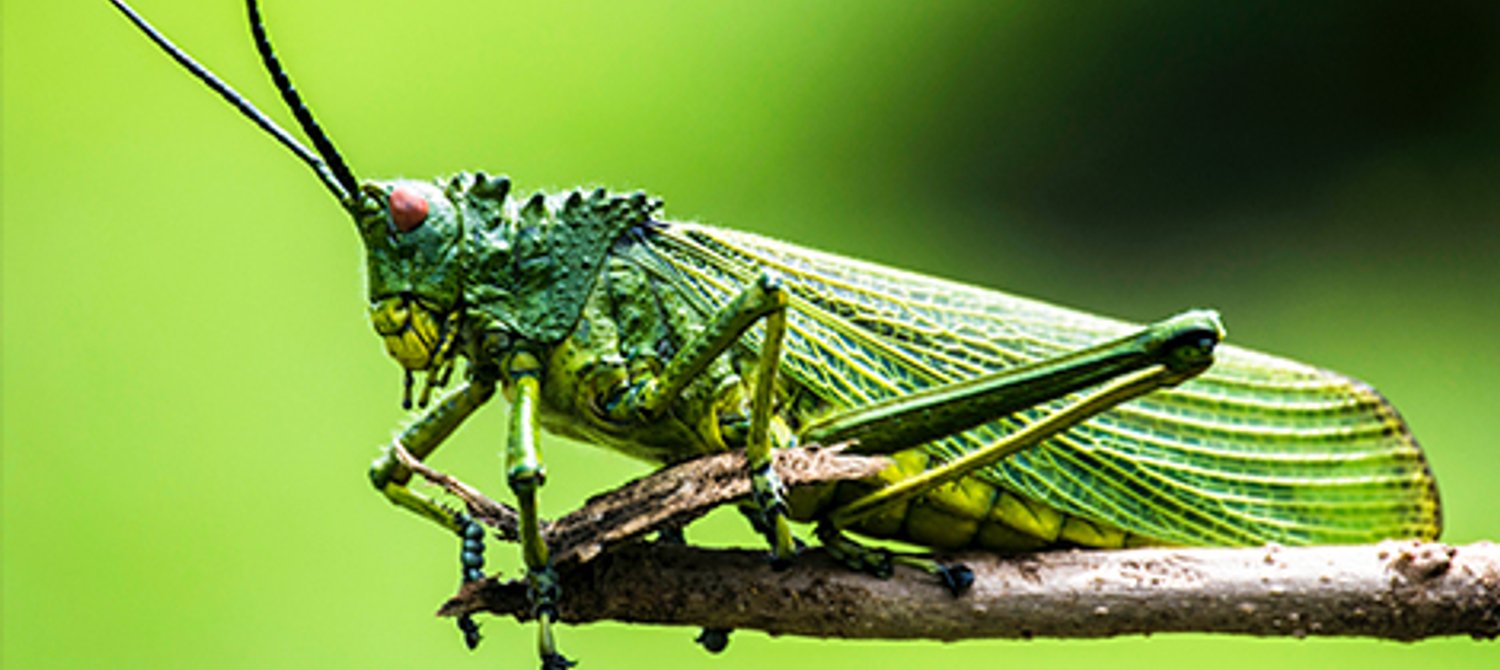 London Takeaway Chain Becomes First in Britain to Sell Edible Insects