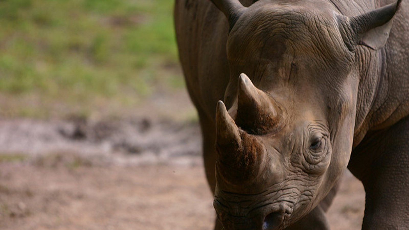 The Top Five Animals That Poachers Are Hunting Into Extinction