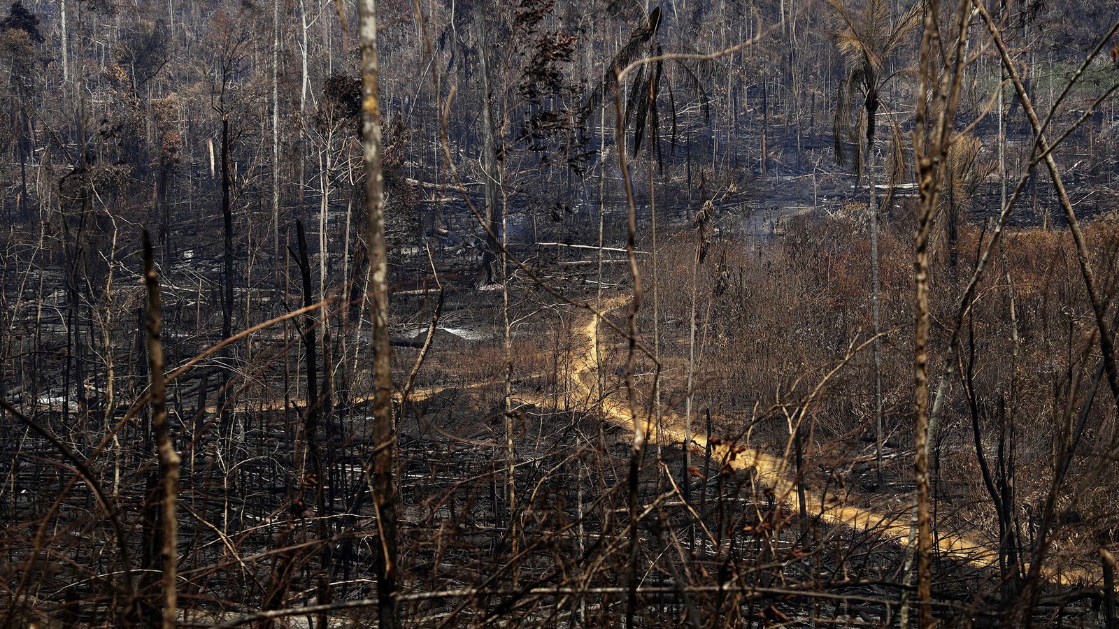 Amazon Rainforest Fires Increased by 30% in 2019