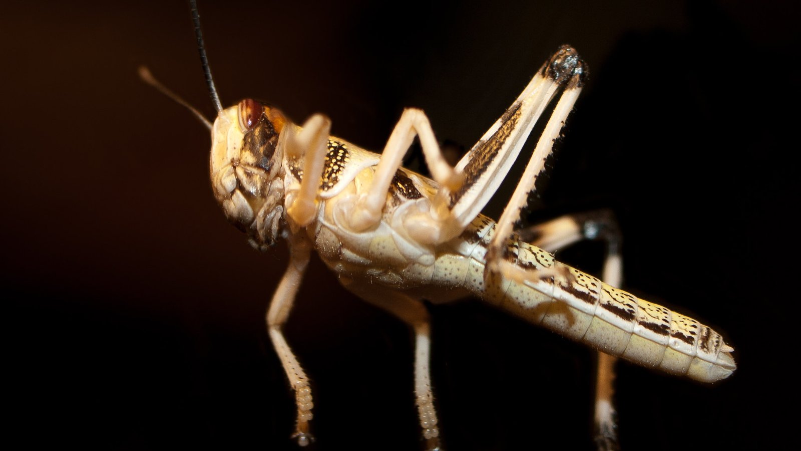 South Sudan Hit by Locust Outbreak Causing Food Shortages in East Africa