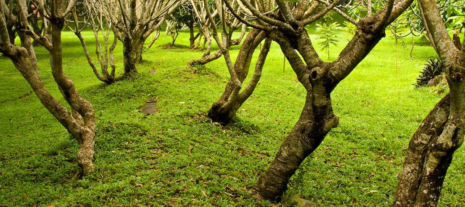 Forest Plants In The Philippines