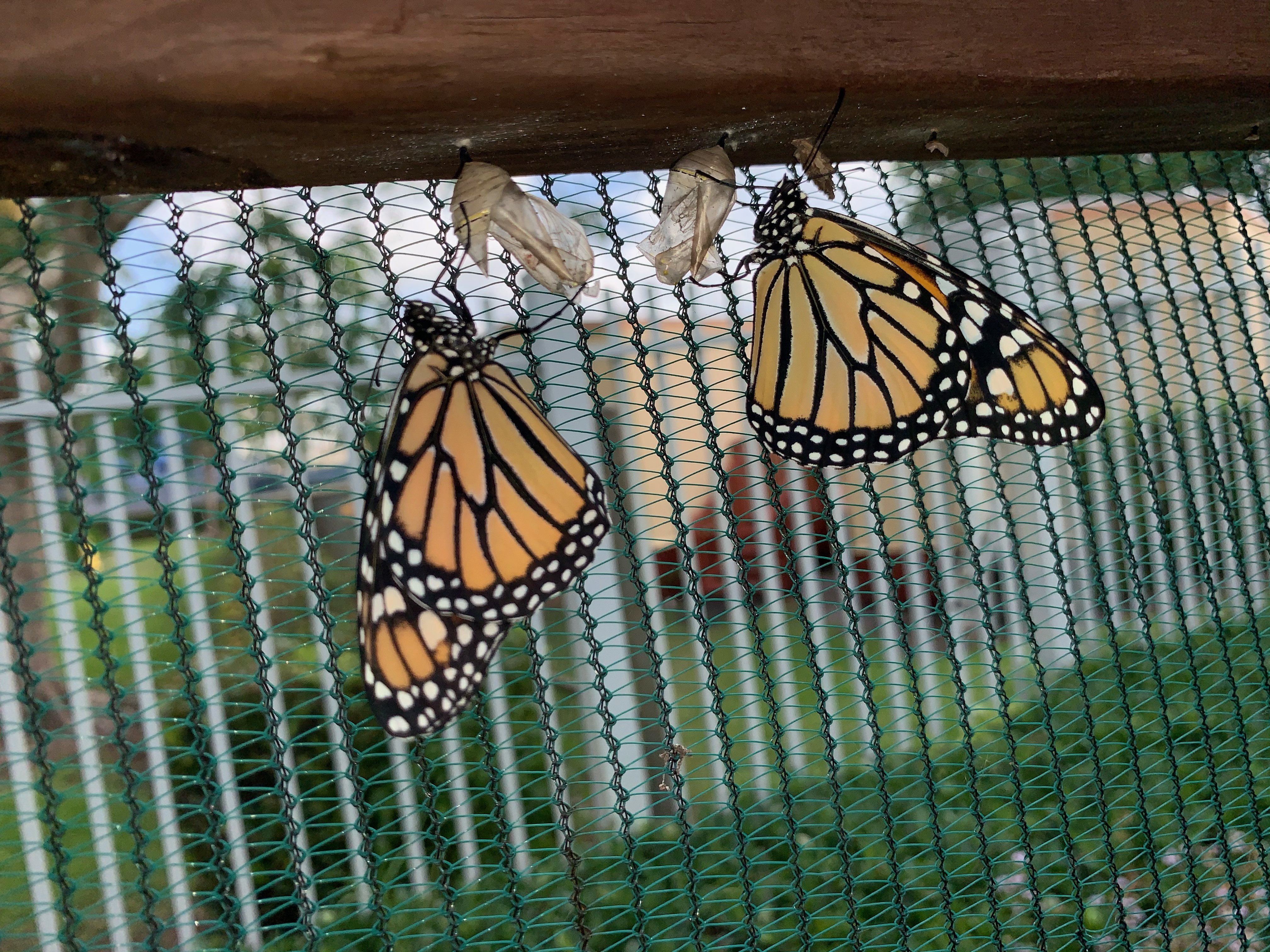 This High School Student Has Been Saving Butterflies Since He Was 5