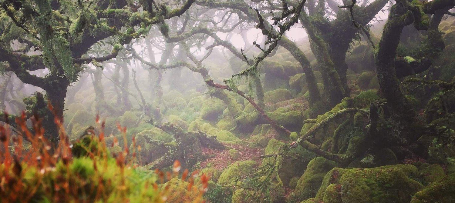 Tell the UK: Why Does Rainforest Protection Matter?