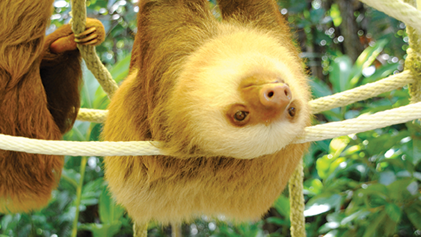 9 Wonderful Animal Sanctuaries to Visit Around the World