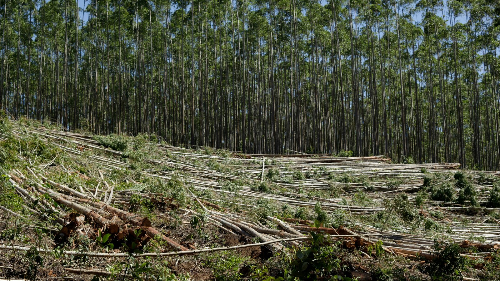Deforestation Is Pushing the Amazon to Collapse — Here's How We Can ...