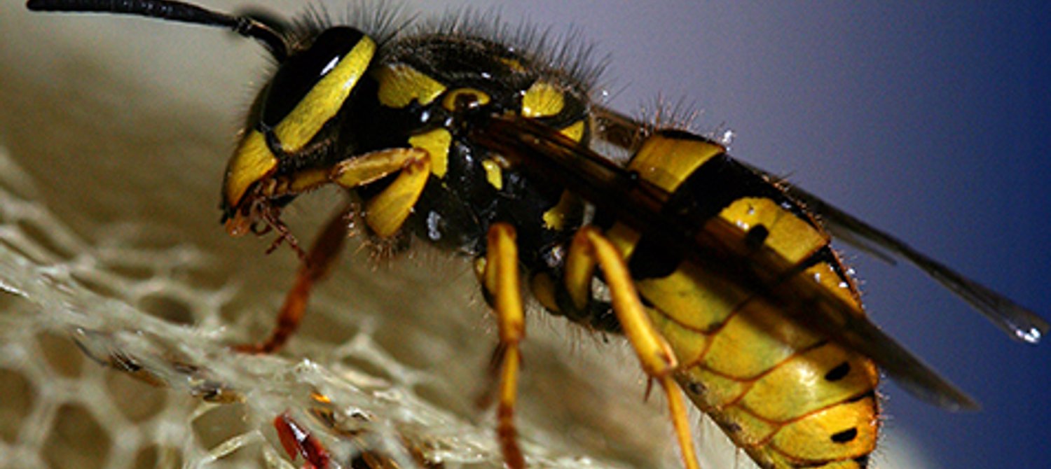 Wasps Do a lot More Good For the World Than You Might Think