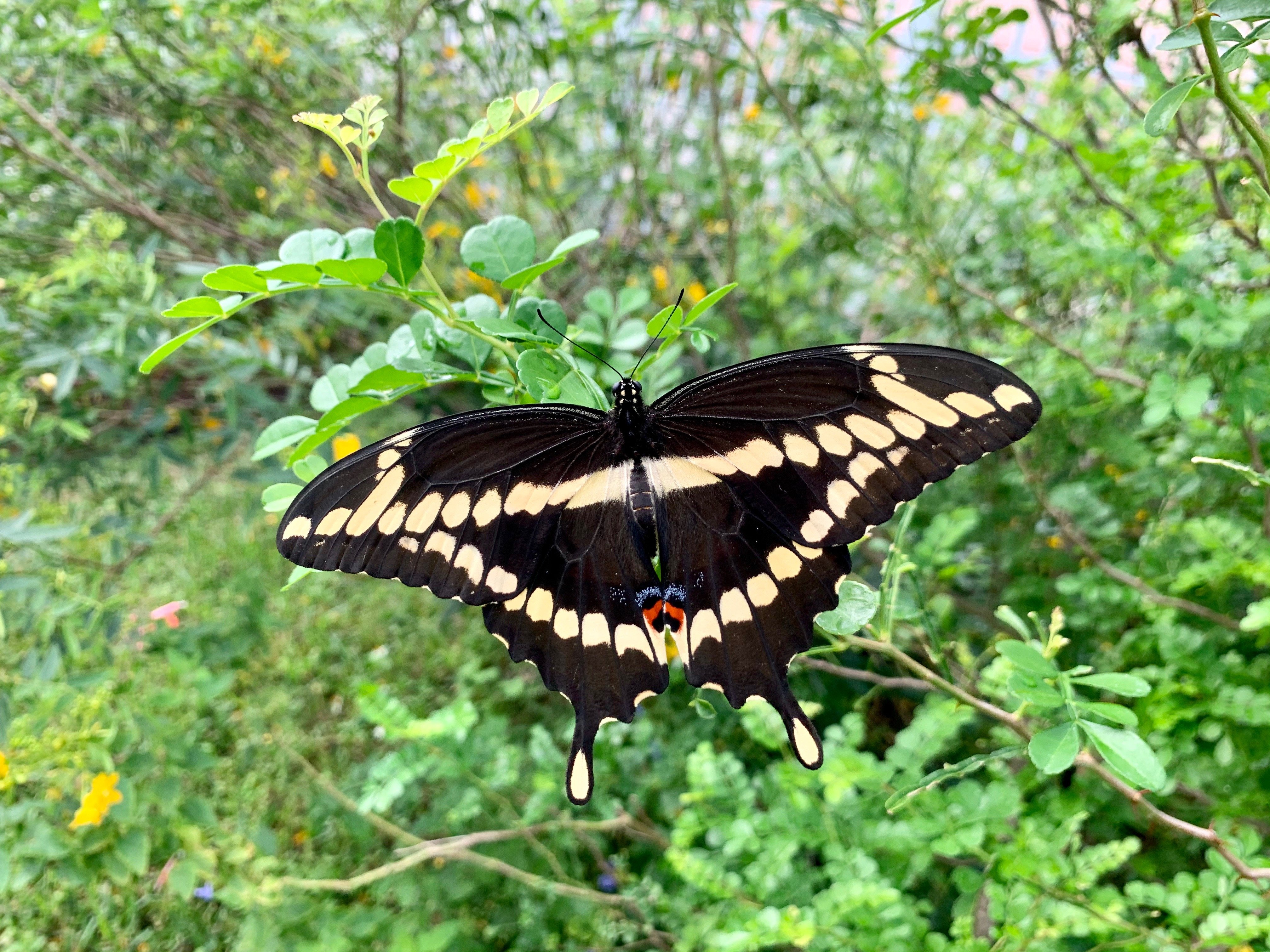 This High School Student Has Been Saving Butterflies Since He Was 5