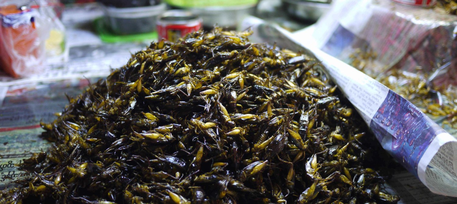 Eating Insects Could Help Solve World Hunger