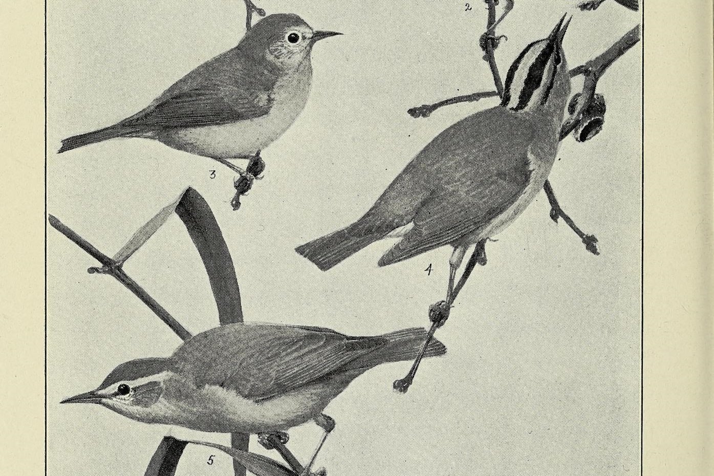 22 Animals That Went Extinct in the US in 2021 — and How to Take Action ...