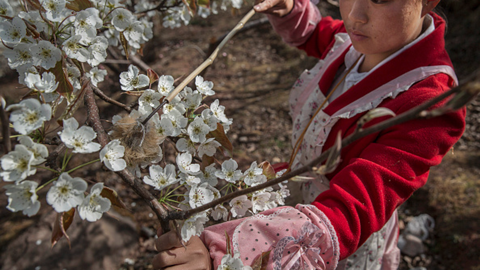 Shrinking Bee Populations Are Being Replaced by Human Pollinators