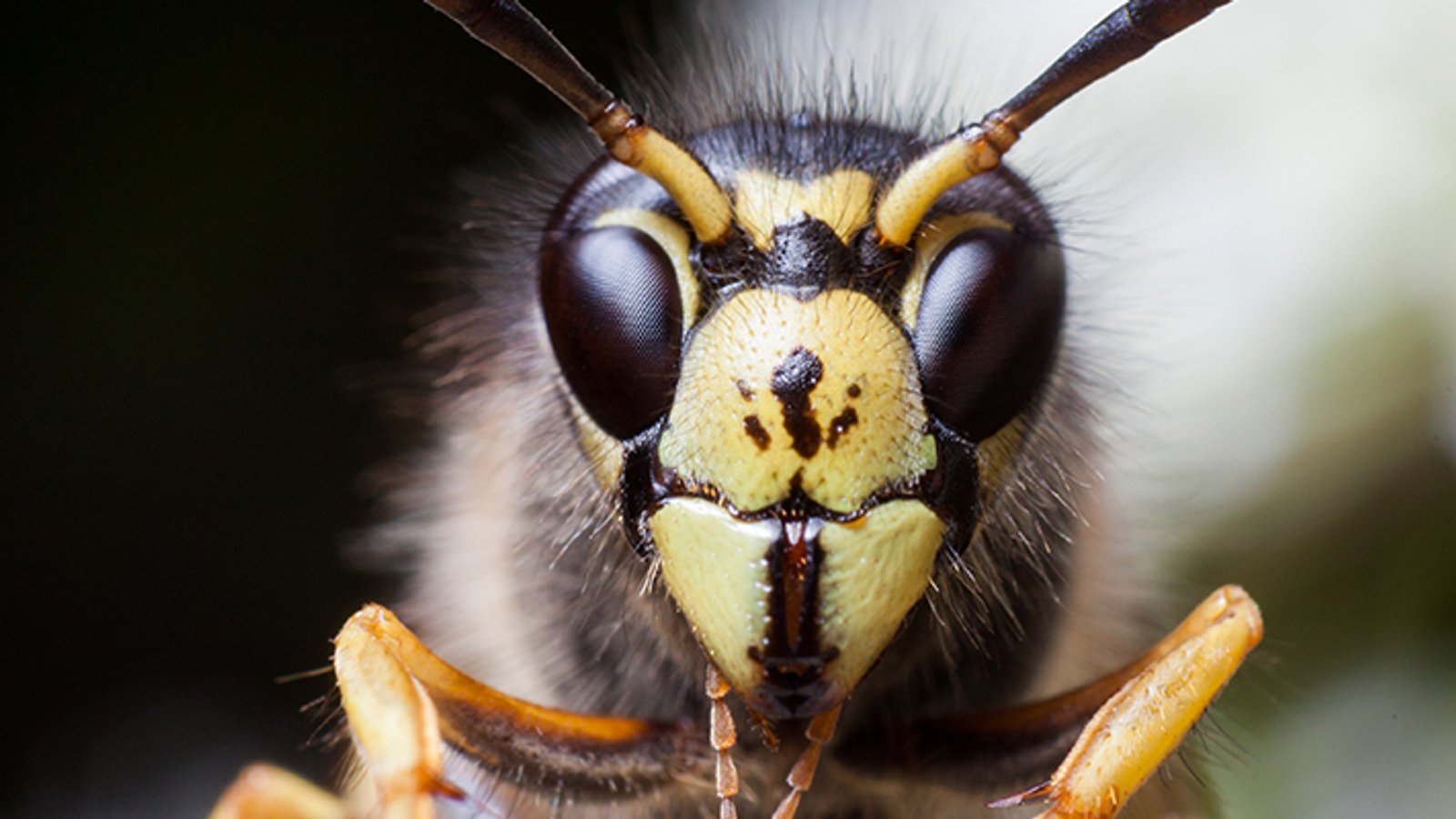 Wasps Do a lot More Good For the World Than You Might Think