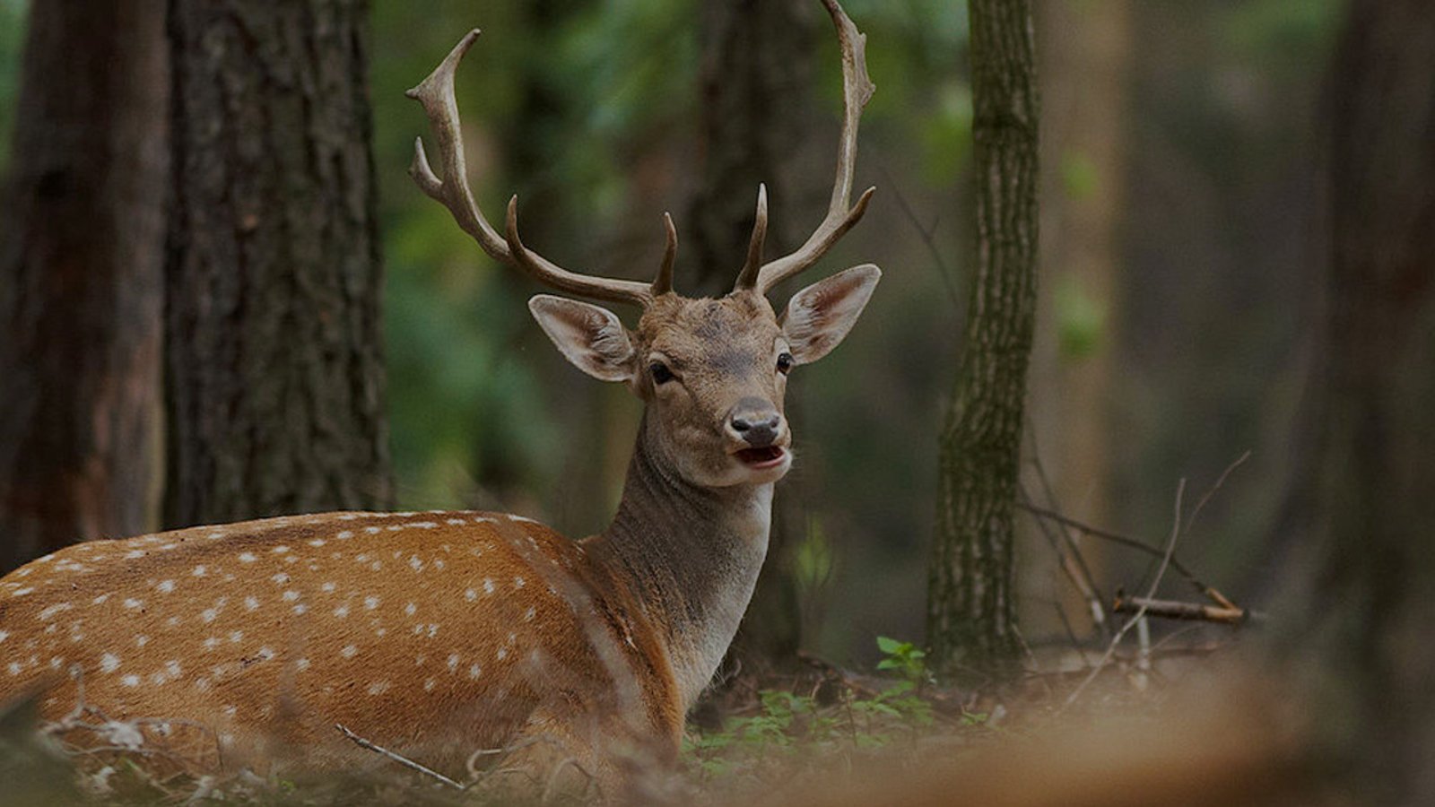 Global Goal 15: Protecting Life On Land