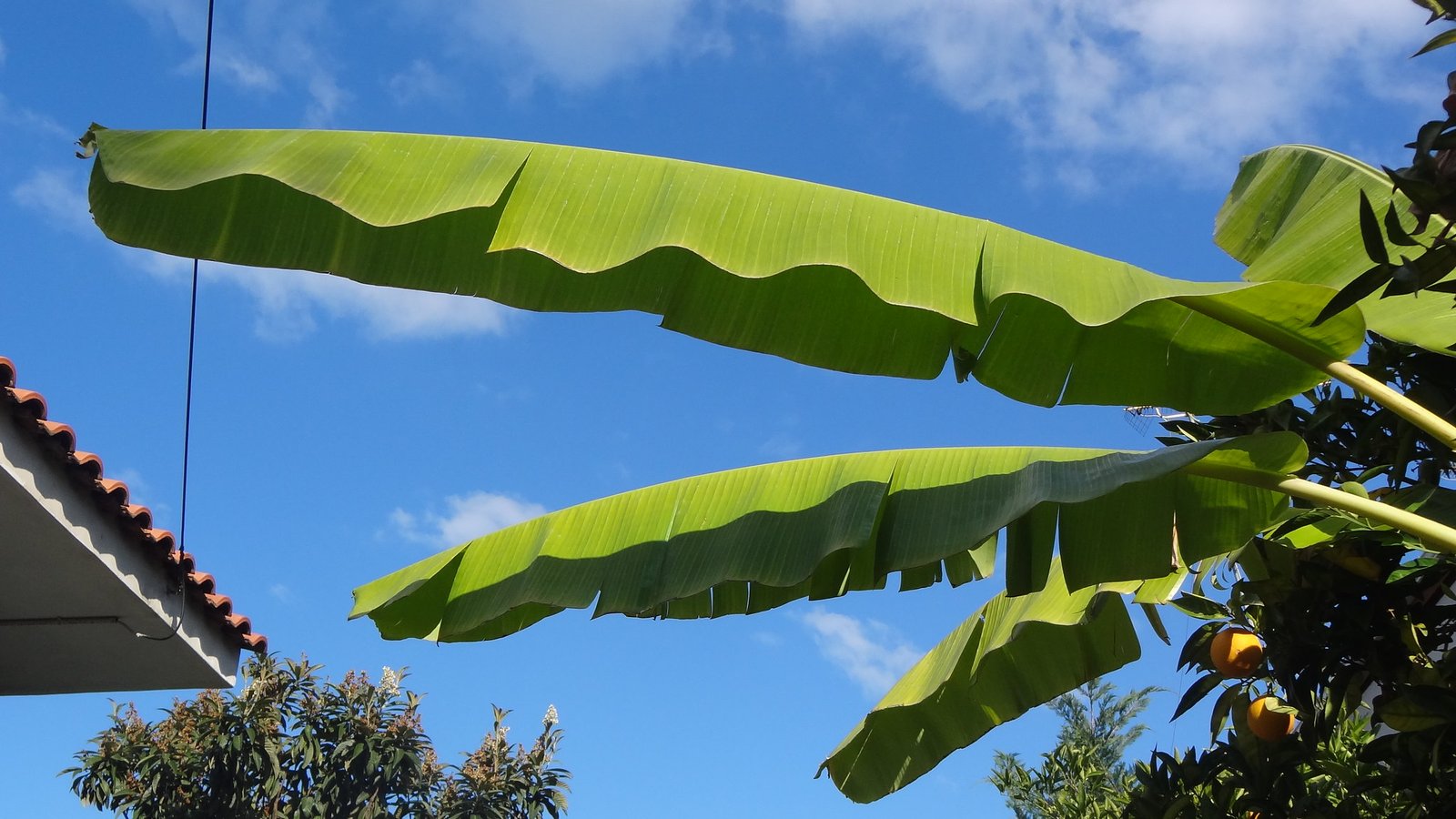 Supermarkets in Thailand Are Replacing Plastic Packaging With Banana Leaves