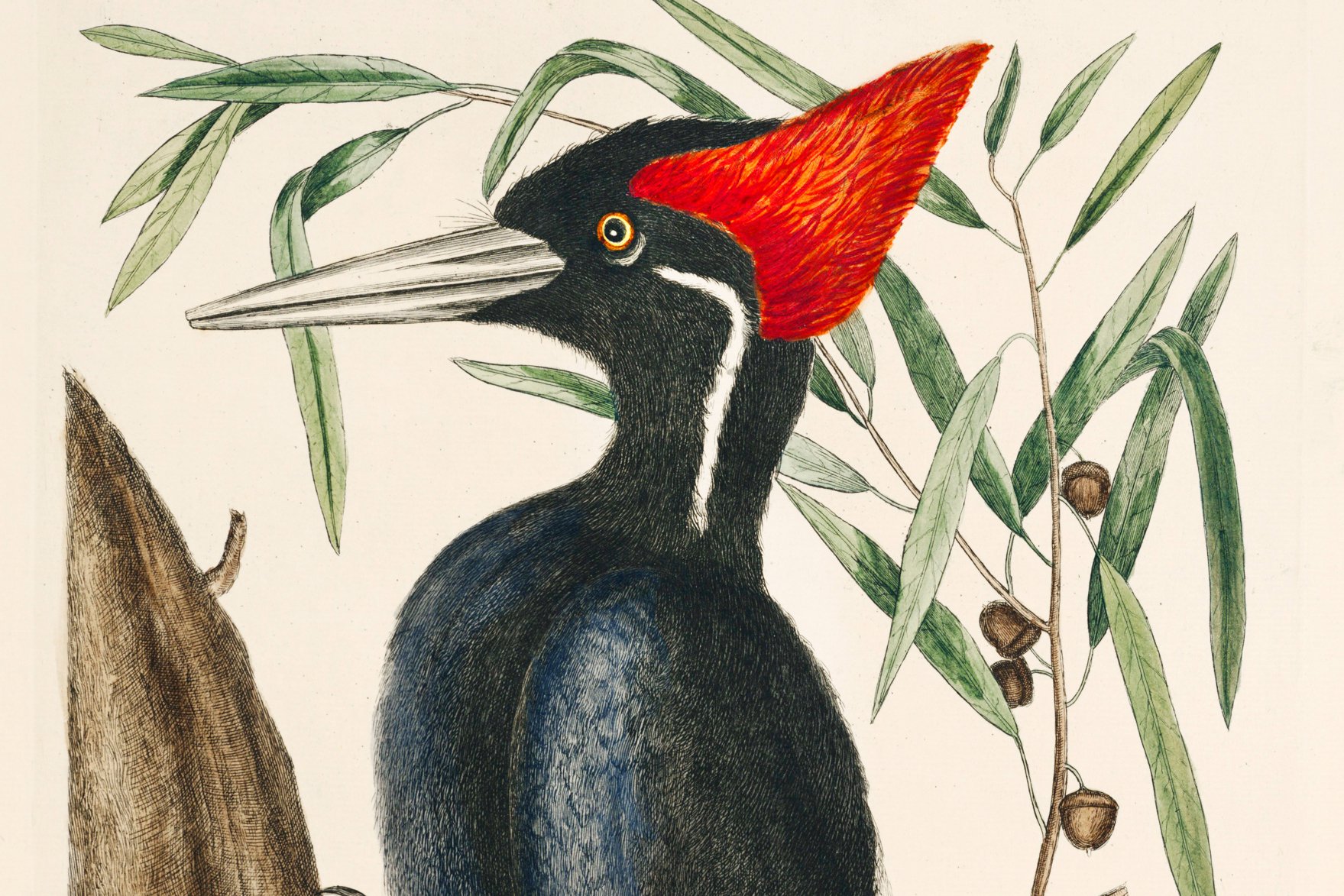 22 Animals That Went Extinct in the US in 2021 — and How to Take Action ...
