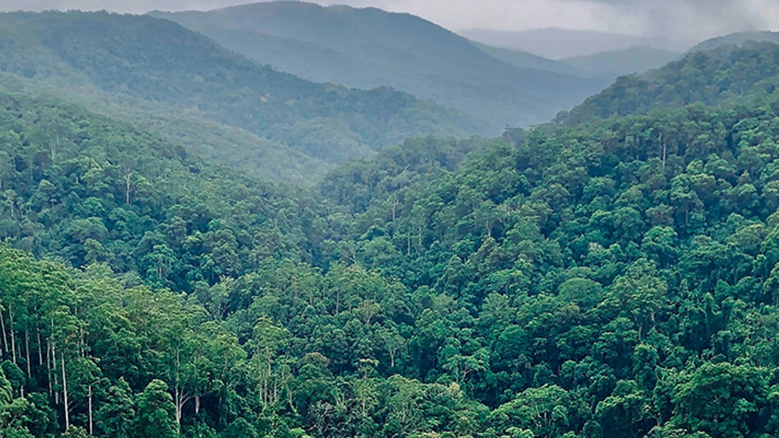 Why Tree Planting Is So Important in the Fight Against Climate Change