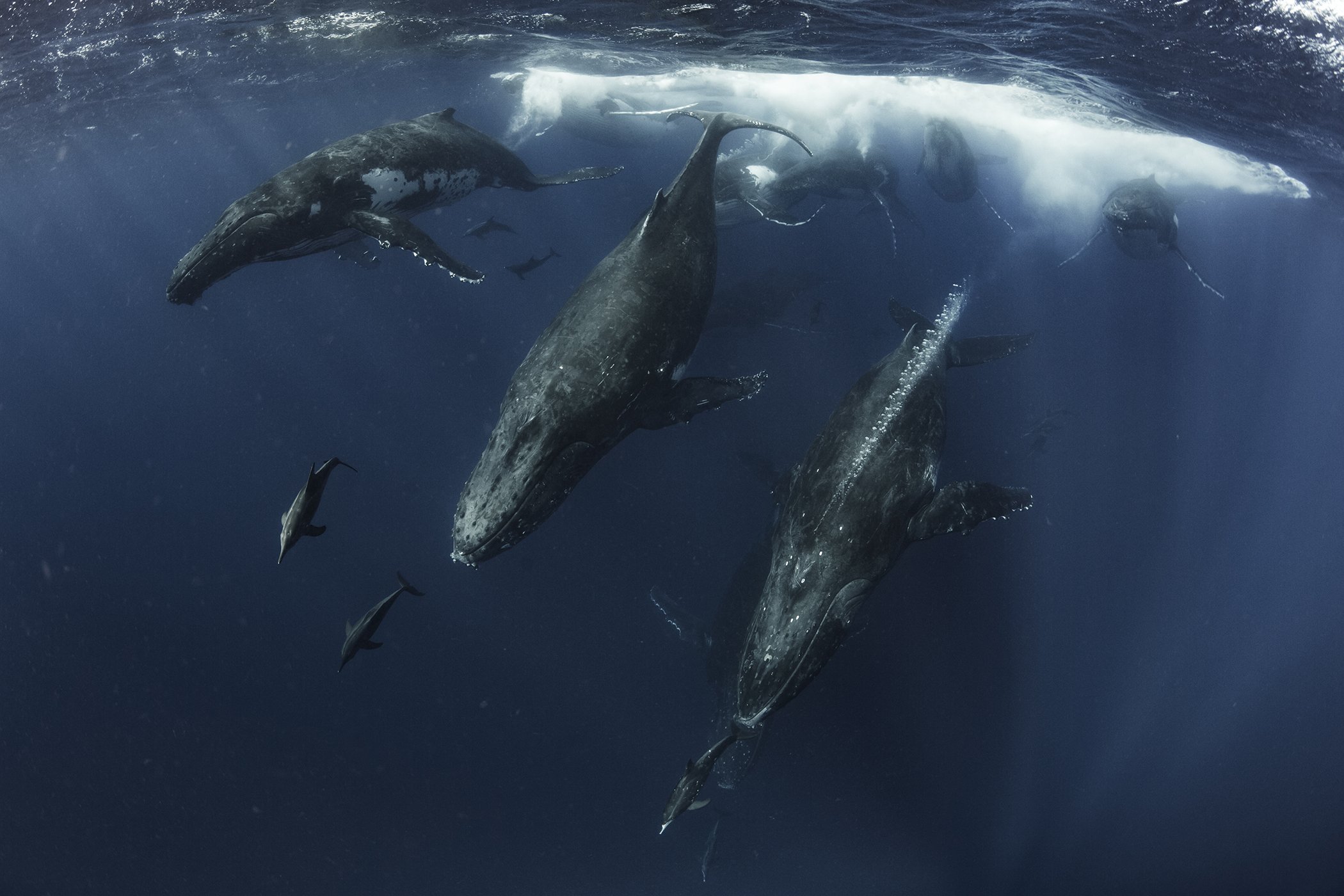 World Oceans Day: These Photos Show the Importance of Marine Conservation