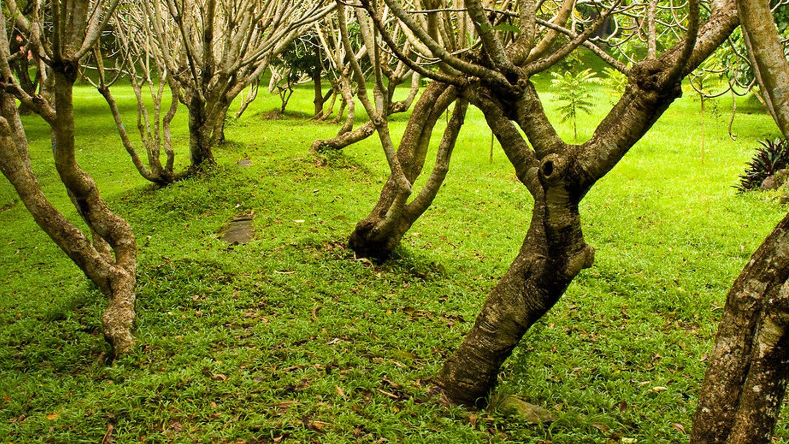 New Law Requires Filipino Students to Plant 10 Trees to Graduate