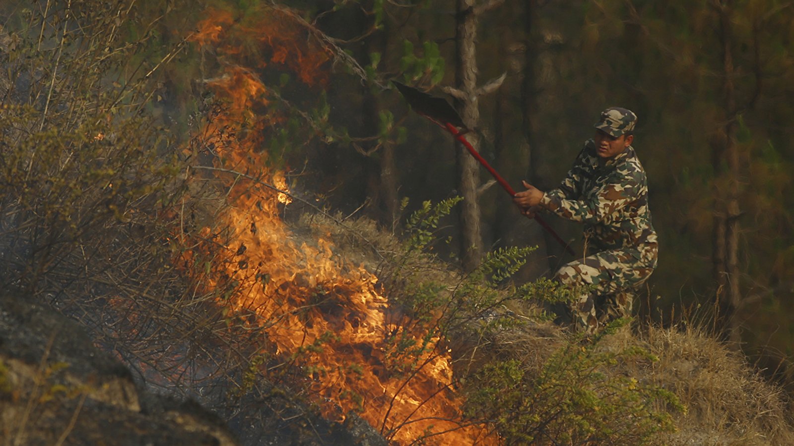 Deadly Forest Fires in India and Nepal Are Spewing Carbon Into the ...
