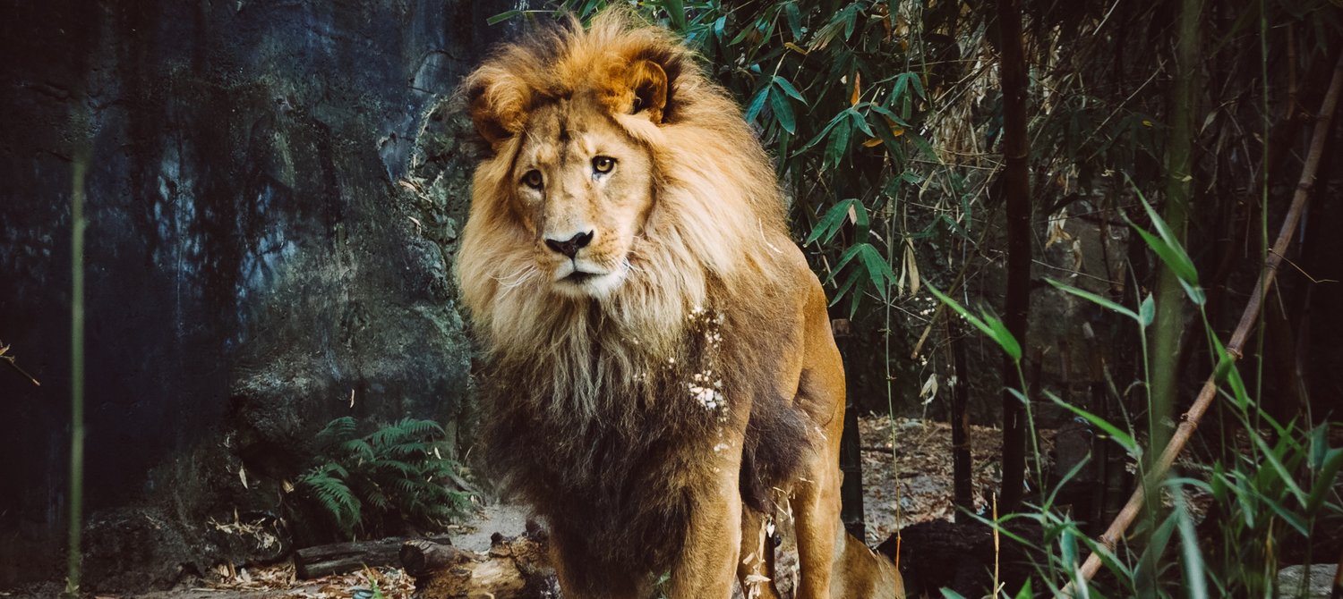 Humans Have Killed 83% of Wild Animals & Half of Plants: Study