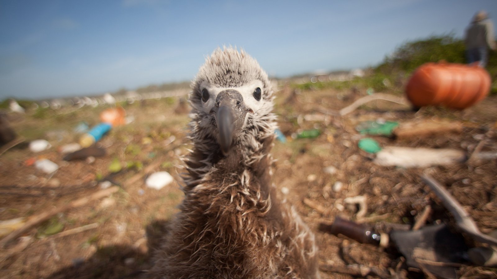 Plastic Chemicals Can Build Up in Seabirds' Bodies, Study Finds