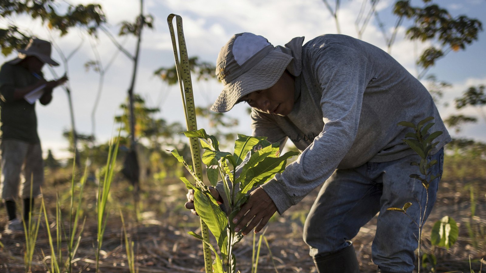 Carbon Offsetting: What You Need to Know and How You Can Get Involved