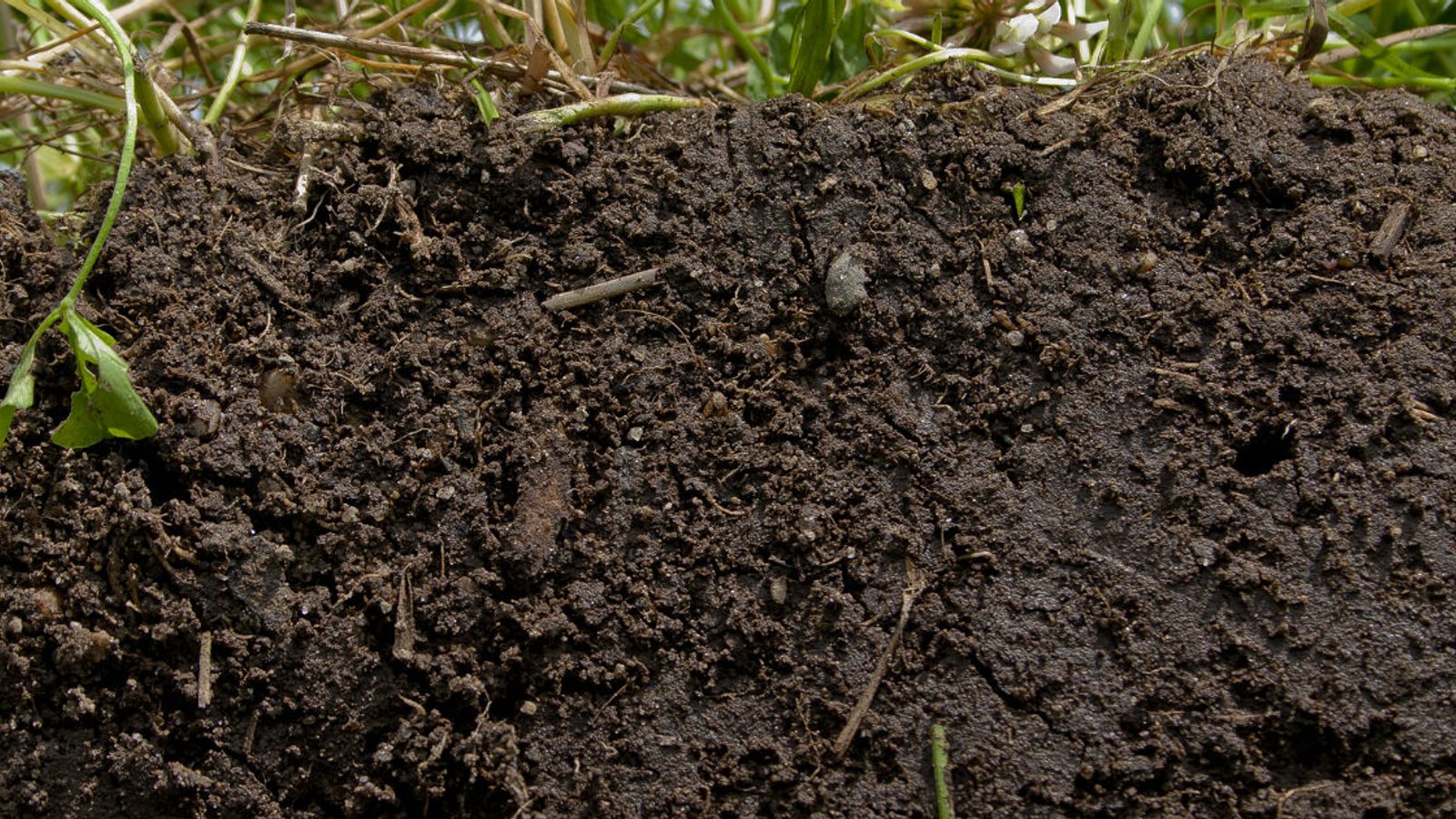 5 Facts That Show Why Soil Is So Important