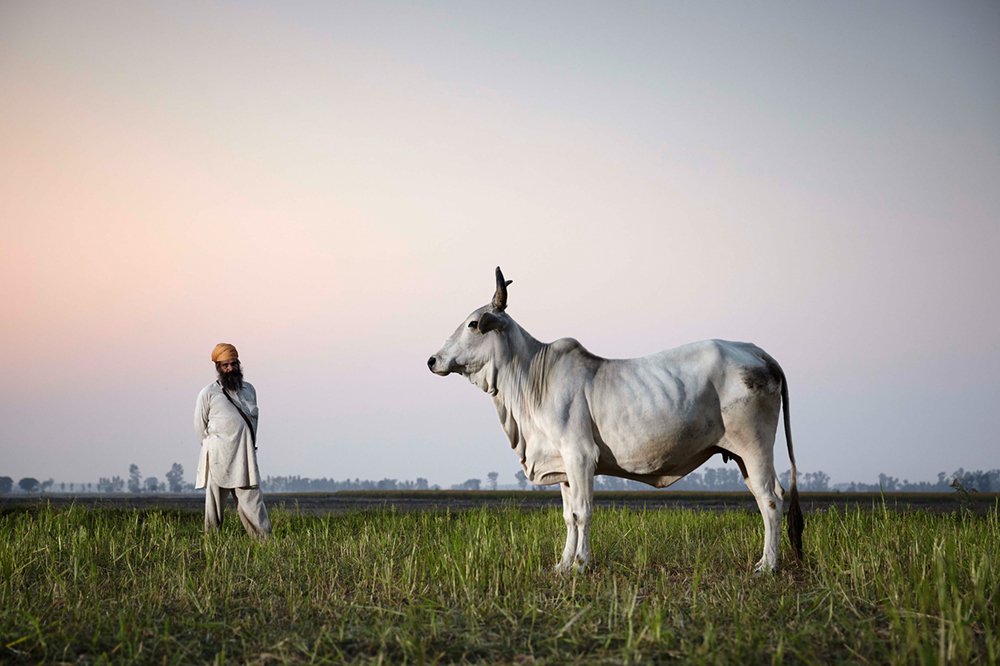 Cows Have Always Been Our Companions. Here's Why That's Key to a ...