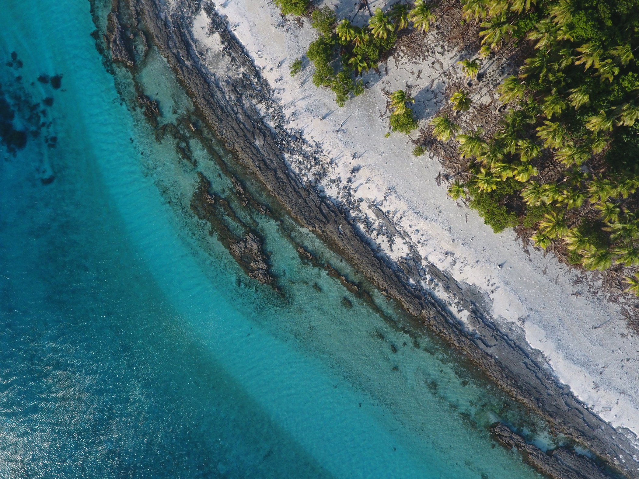 Dream Team of Conservationists Plan to Protect 7 Million Square Miles ...