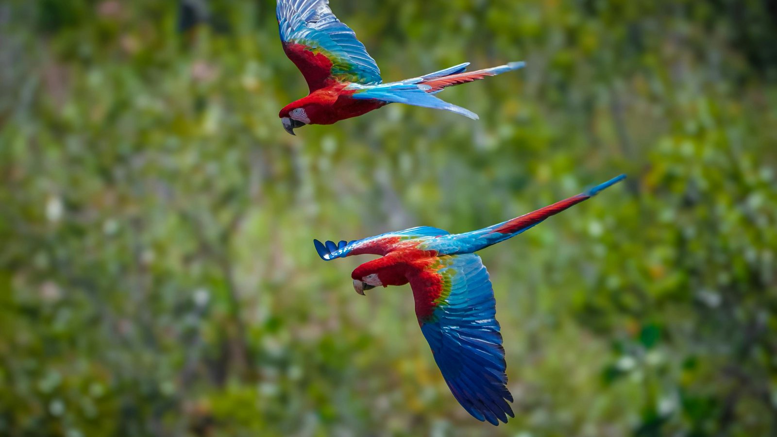 What Is Biodiversity — and Why the Amazon Needs Us to Protect It