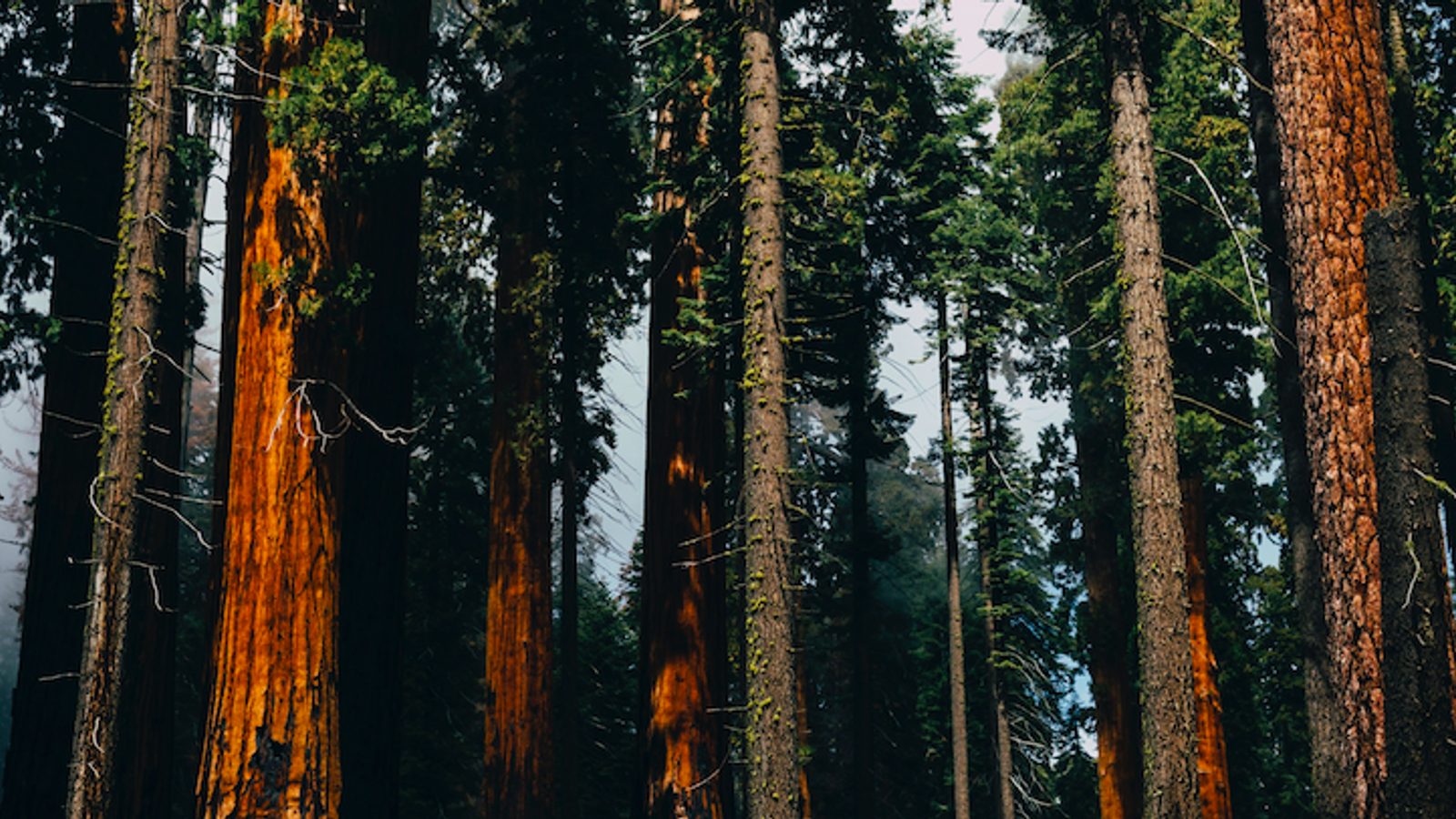 Cloning Coastal Redwood Forests Could Help Fight Climate Change ...