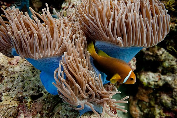 5 Facts That Prove Our Oceans Are Worth Protecting