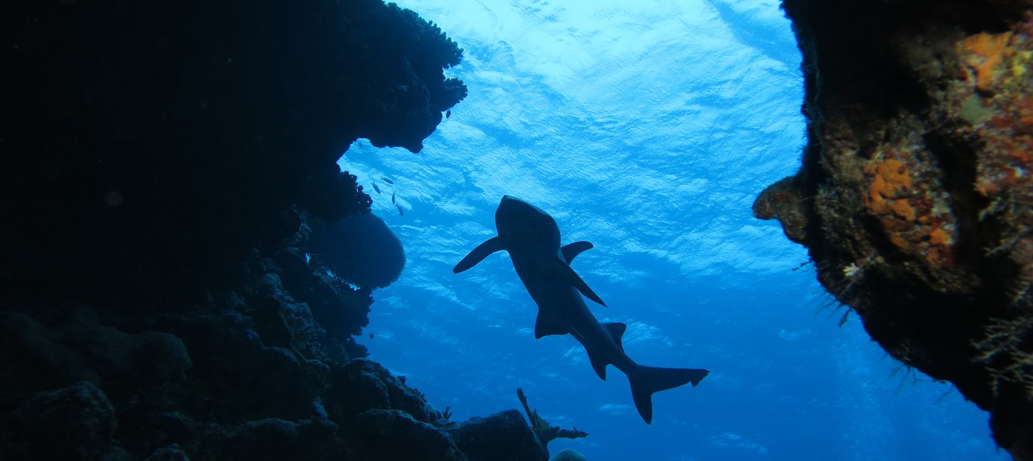 Dream Team of Conservationists Plan to Protect 7 Million Square Miles ...