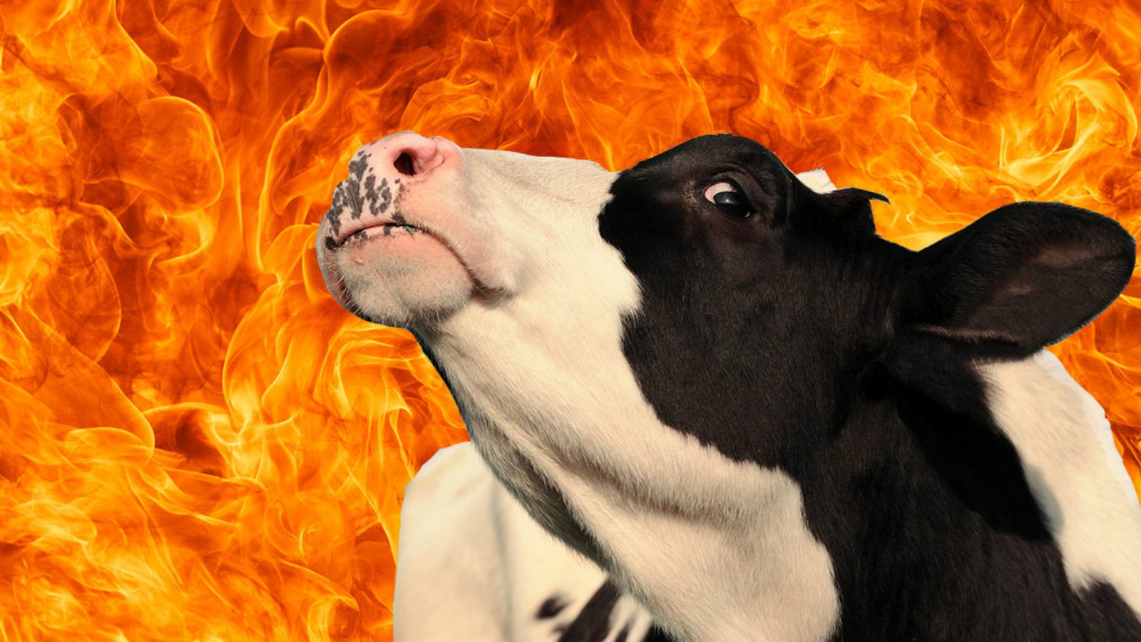 5 Good Reasons You Should Care About Cow Farts & Cow Burps