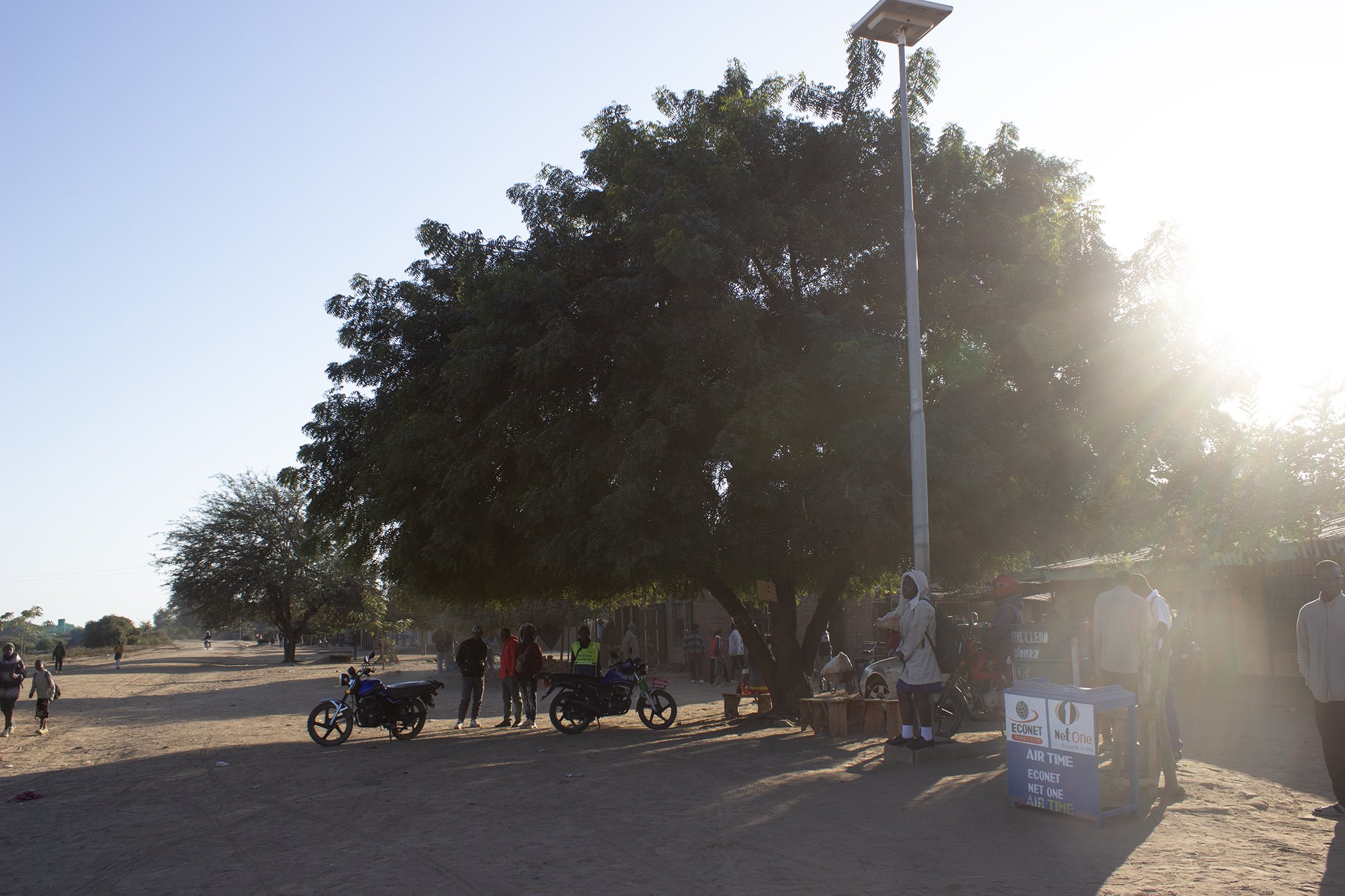 Nature Doesn’t Need Visas: How a Tree Followed Me From Exile to Activism