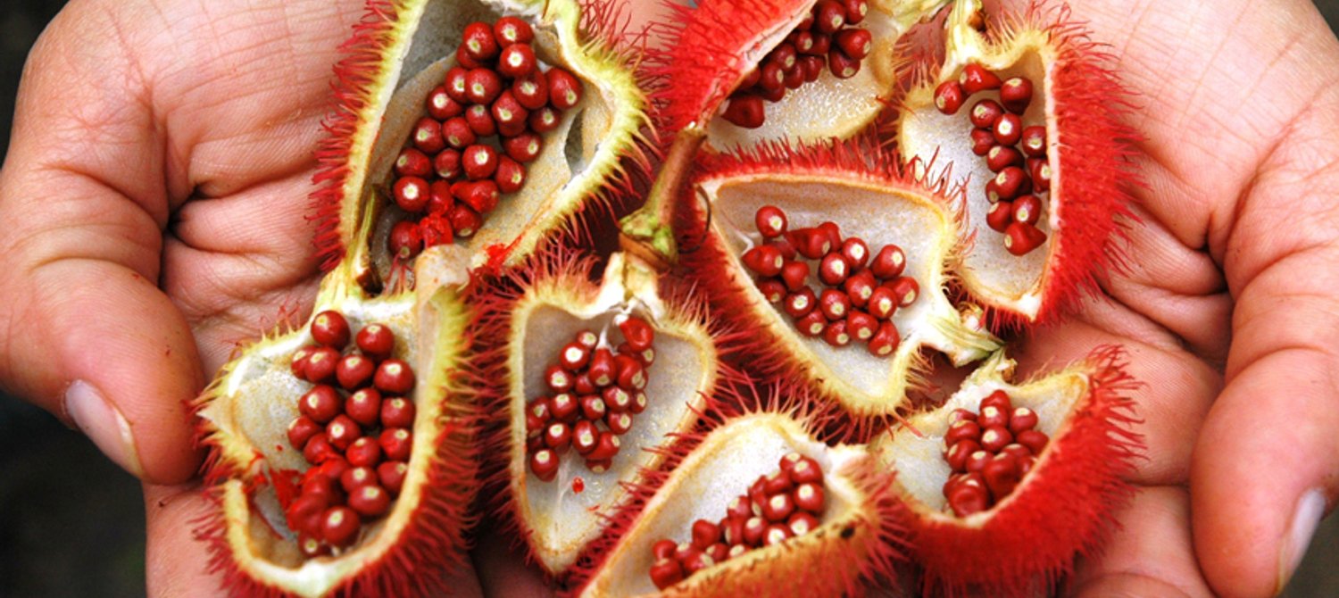Why It’s Time to Bring Back Seed Guardians: The Race to Save Indigenous ...