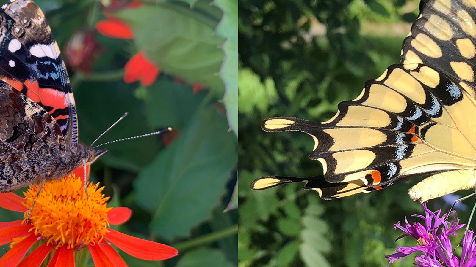This High School Student Has Been Saving Butterflies Since He Was 5