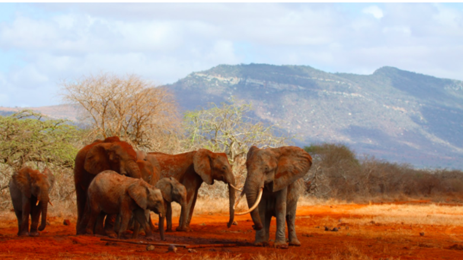 Forests Cover 30% of Earth, But Host 80% of Life on Land