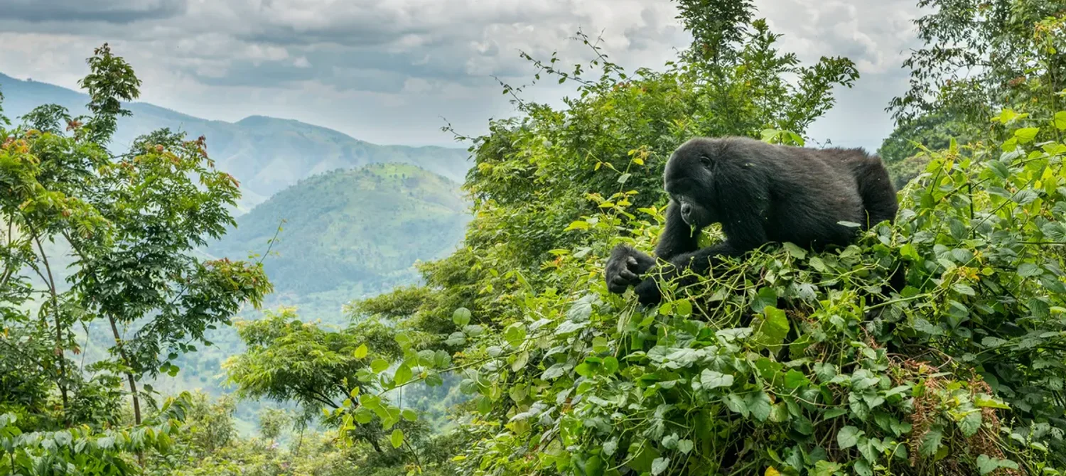 How Well Do You Know Your Forests?