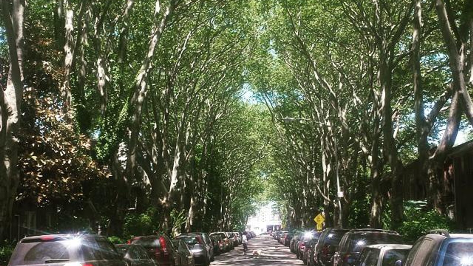 What Can We Learn From Trees? More Than You Might Think.