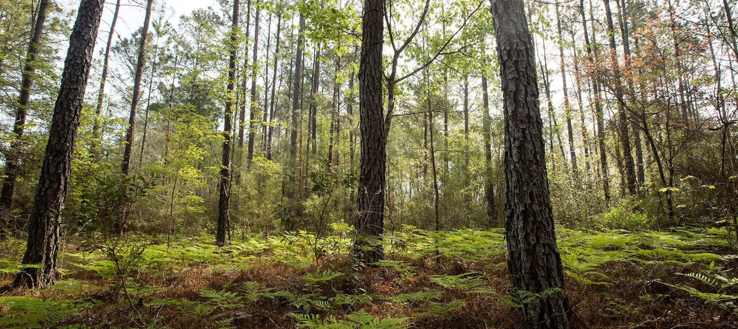 Ikea Buys 11,000 Acres of Forest in Georgia to Protect and Manage ...