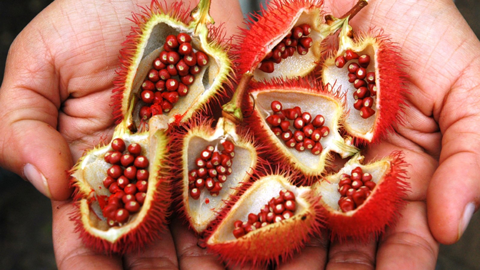 Why It’s Time to Bring Back Seed Guardians: The Race to Save Indigenous ...