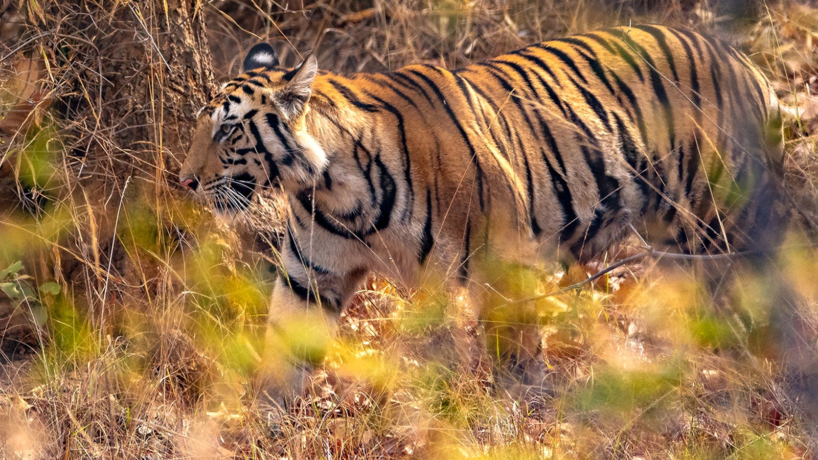 Endangered Bengal Tigers Could Go Extinct By 2070