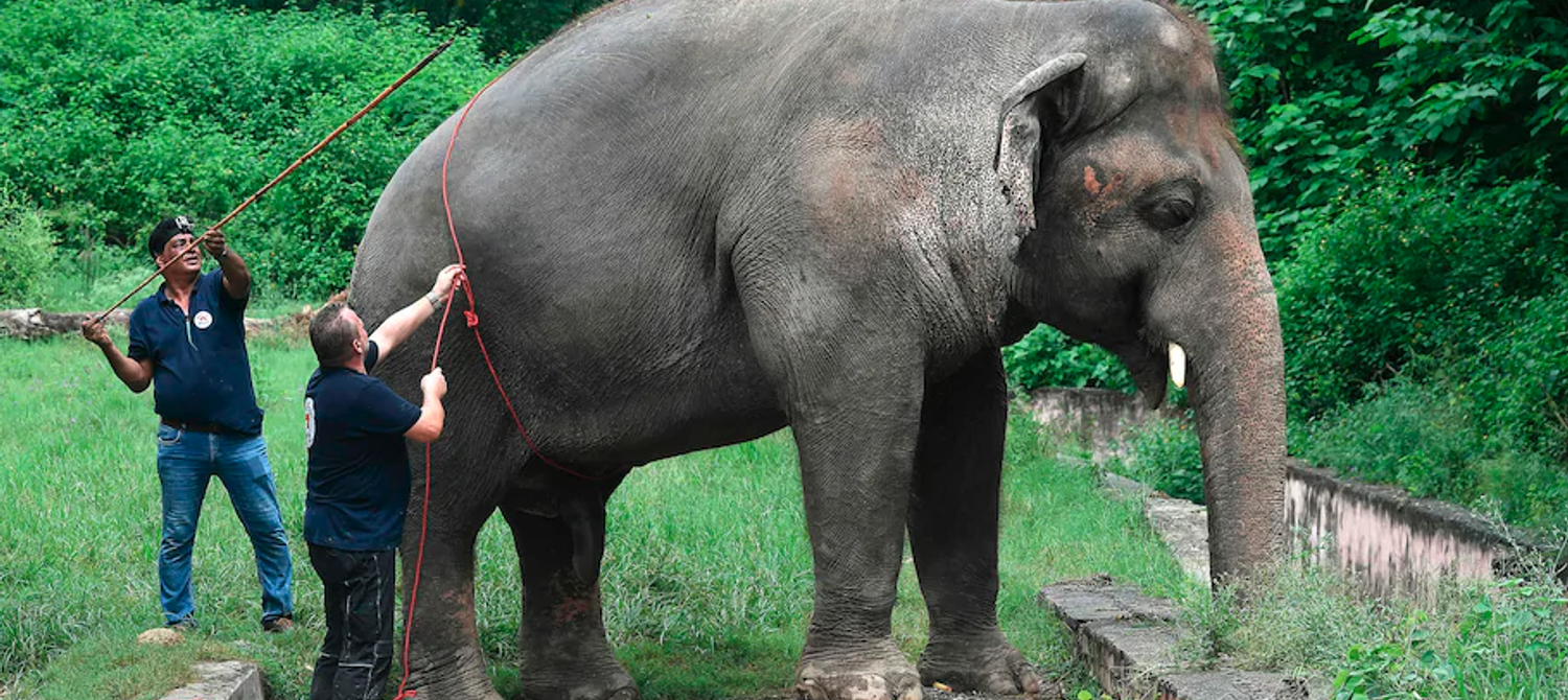 ‘World’s Loneliest Elephant’ Is Finally Free After 35 Years in Confinement