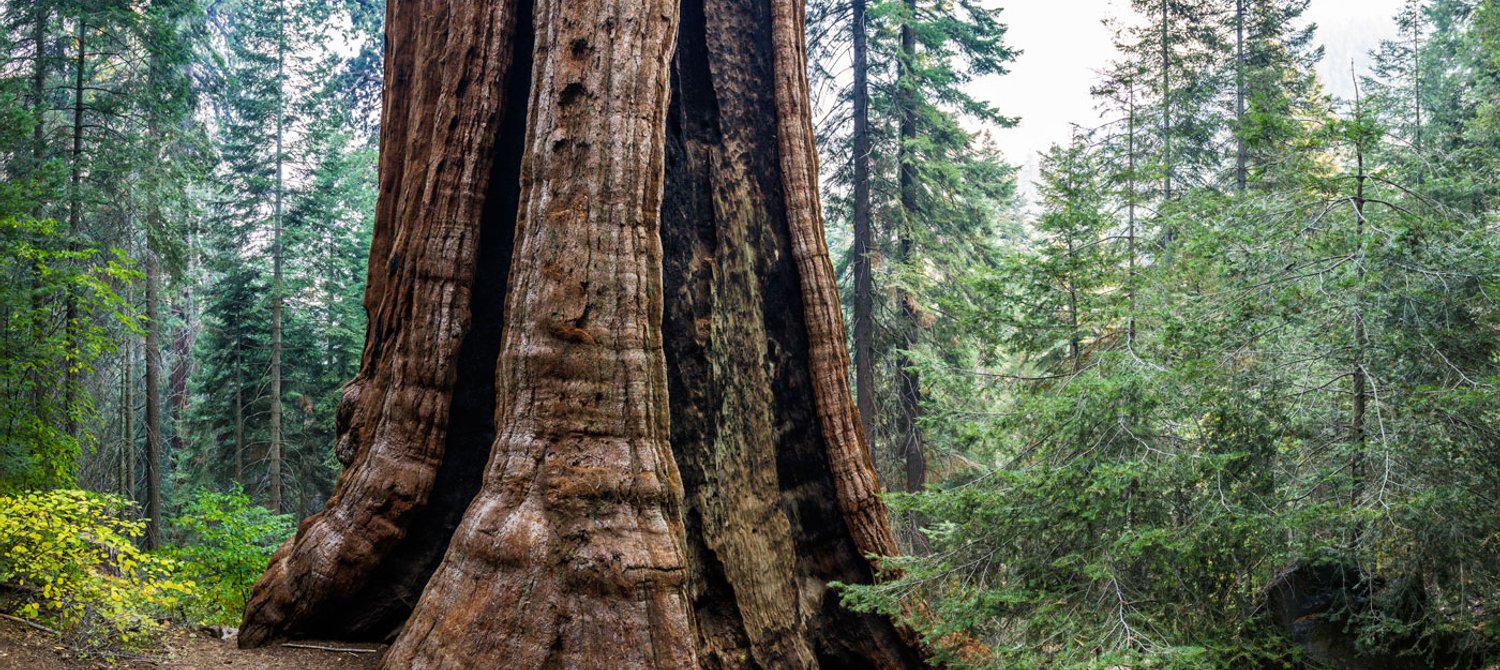 An Ancient Forest of Giant Sequoia Trees Was Just Saved Thanks to a ...