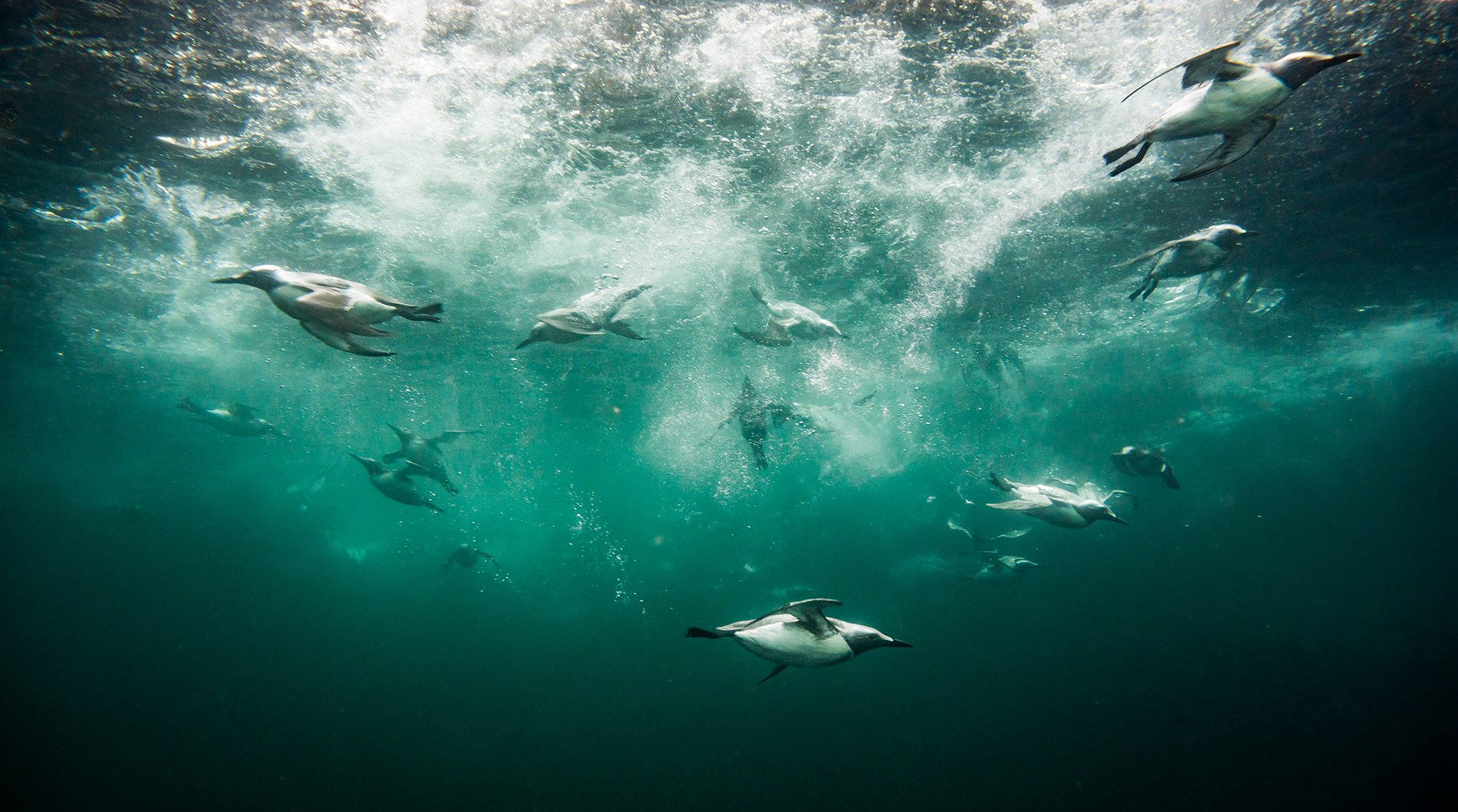 World Oceans Day: These Photos Show the Importance of Marine Conservation