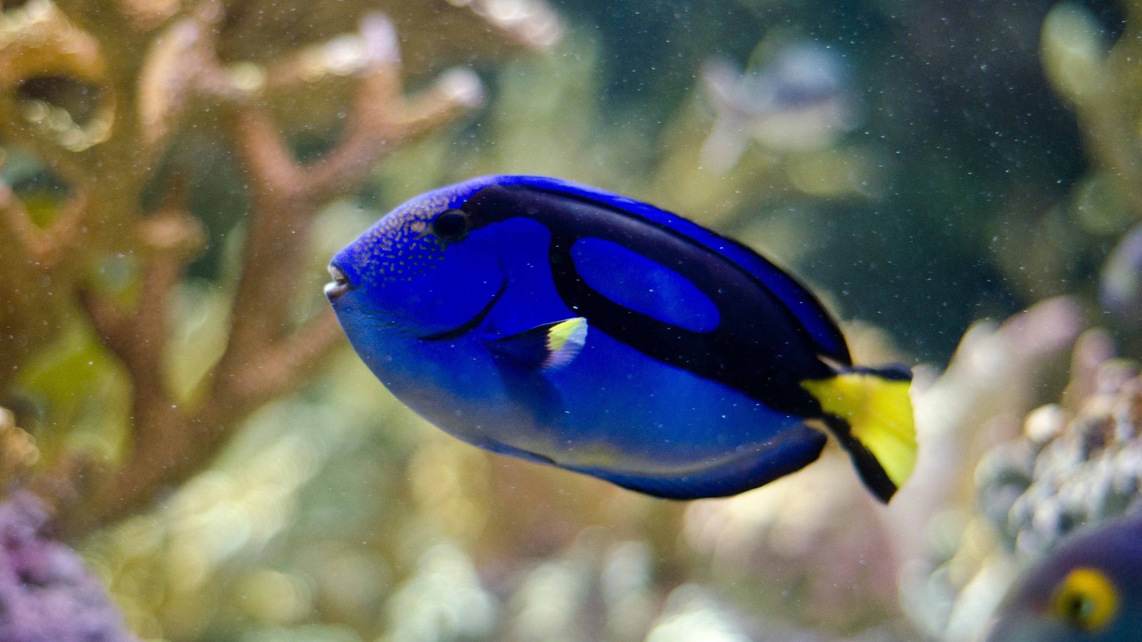 Name Of Dory Fish