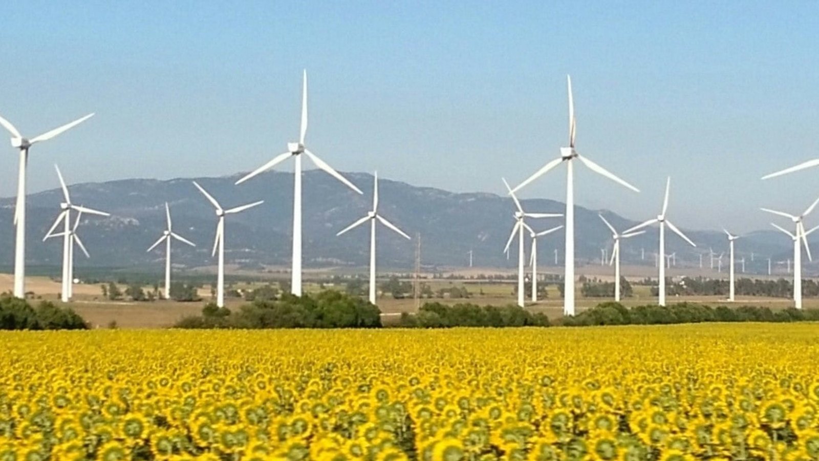Senegal Opens West Africa's First Major Wind Farm in Push for Renewables