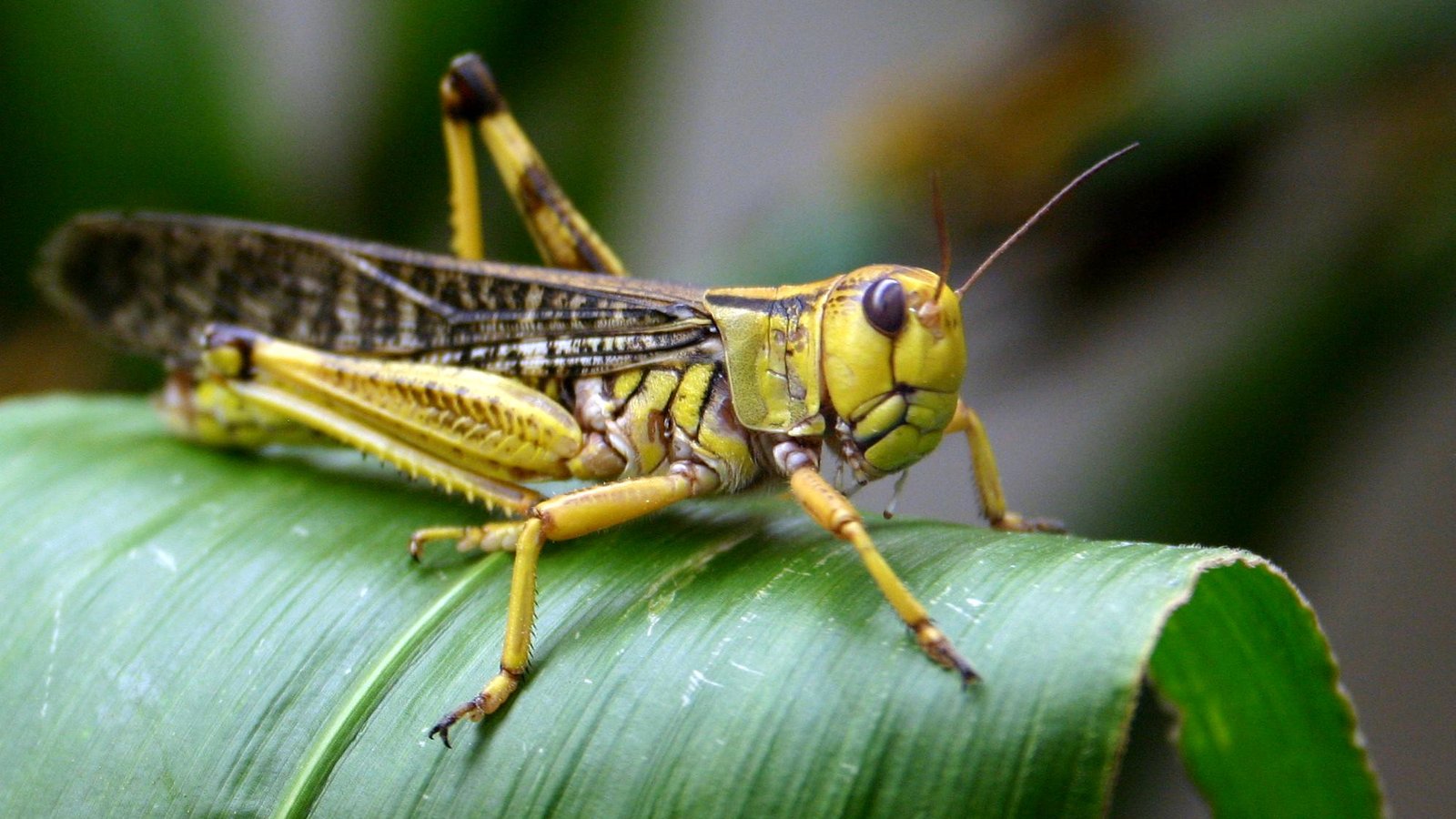 Swarms of Locusts Are Eating Their Way Through East Africa and ...
